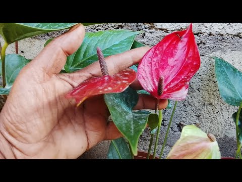 320 There's a big mother plant #anthurium #plant #gardenplant #gardenflowers#gardening #agriculture 