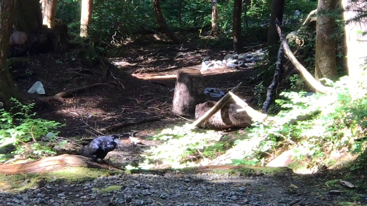 Raven Sounds - YouTube