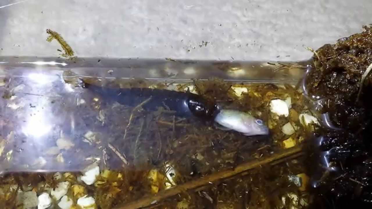 diving beetle larva eating a small fish 물방개 유충 - YouTube