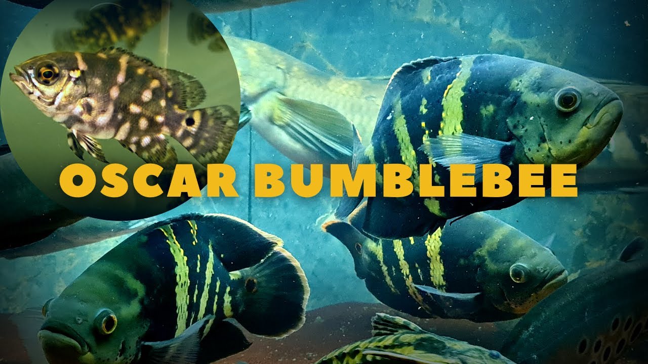 OSCAR BUMBLEBEE VERDADEIROS | CURIOSIDADES SOBRE ESSES RAROS INCRÍVEIS ...