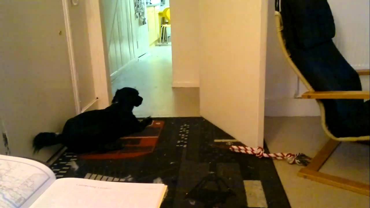 Jet Dawg goes mental! - YouTube