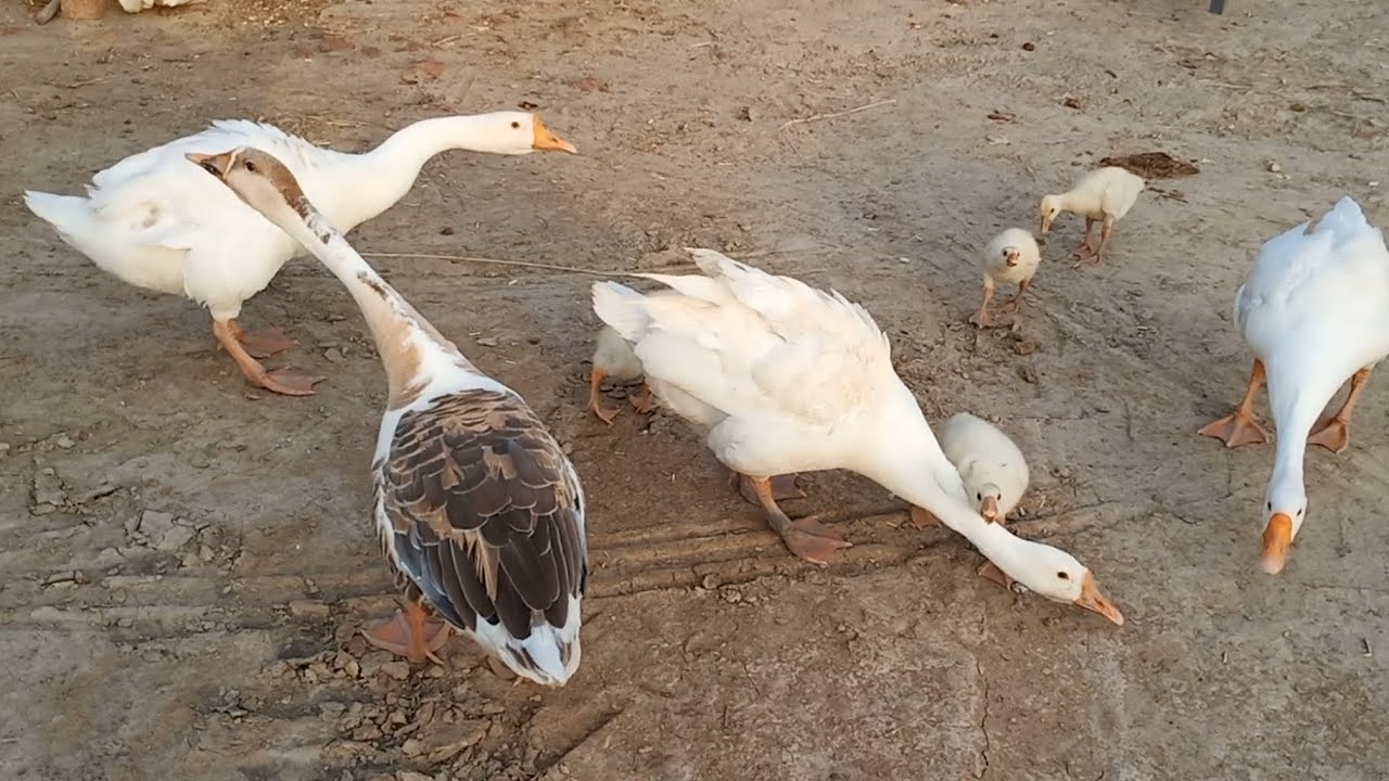 Angry Ducks of Pakistan🦆with ducklings | duck hunting | Duck voice 🦆 # ...