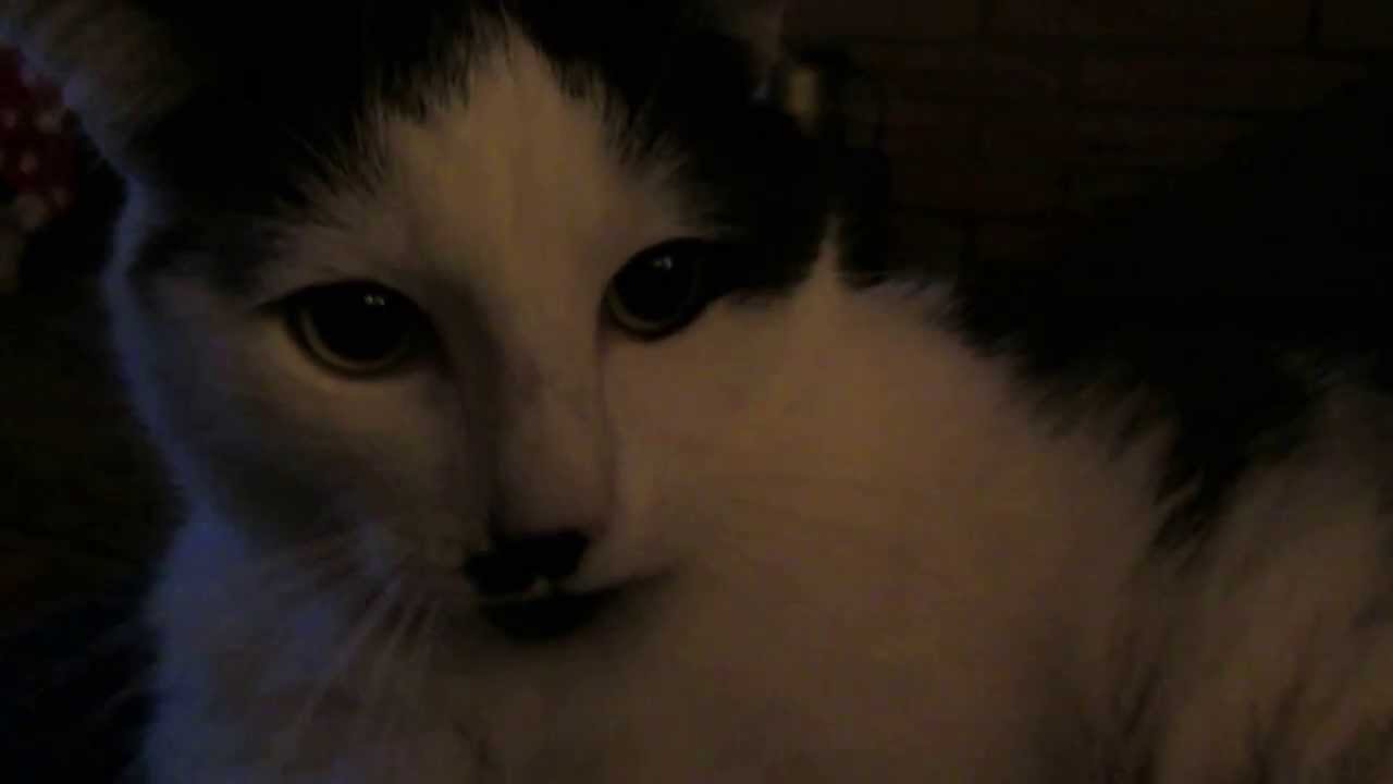 Careless Burping Cat - YouTube