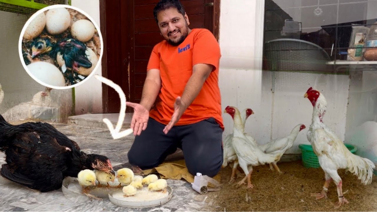 White Shamo Chicks Nikel Aya, Hen Hatching Eggs, Murgi k Bacha, Chicks ...