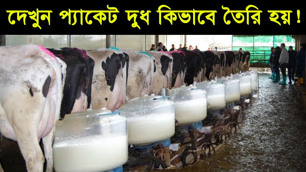 দেখুন প্যাকেট দুধ কত আজব ভাবে তৈরি করা হয়ে থাকে ! unknown facts about ...