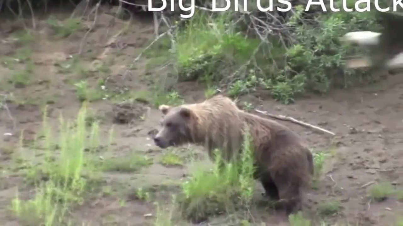 Just When i Crazy Animals Attack Big Birds Attack ~ Best Funny Animals ...