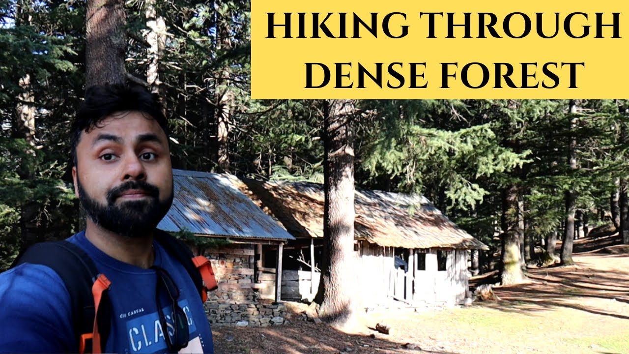 First time Hikers into the dense forest of Deodar trees in Kasol vlog ...