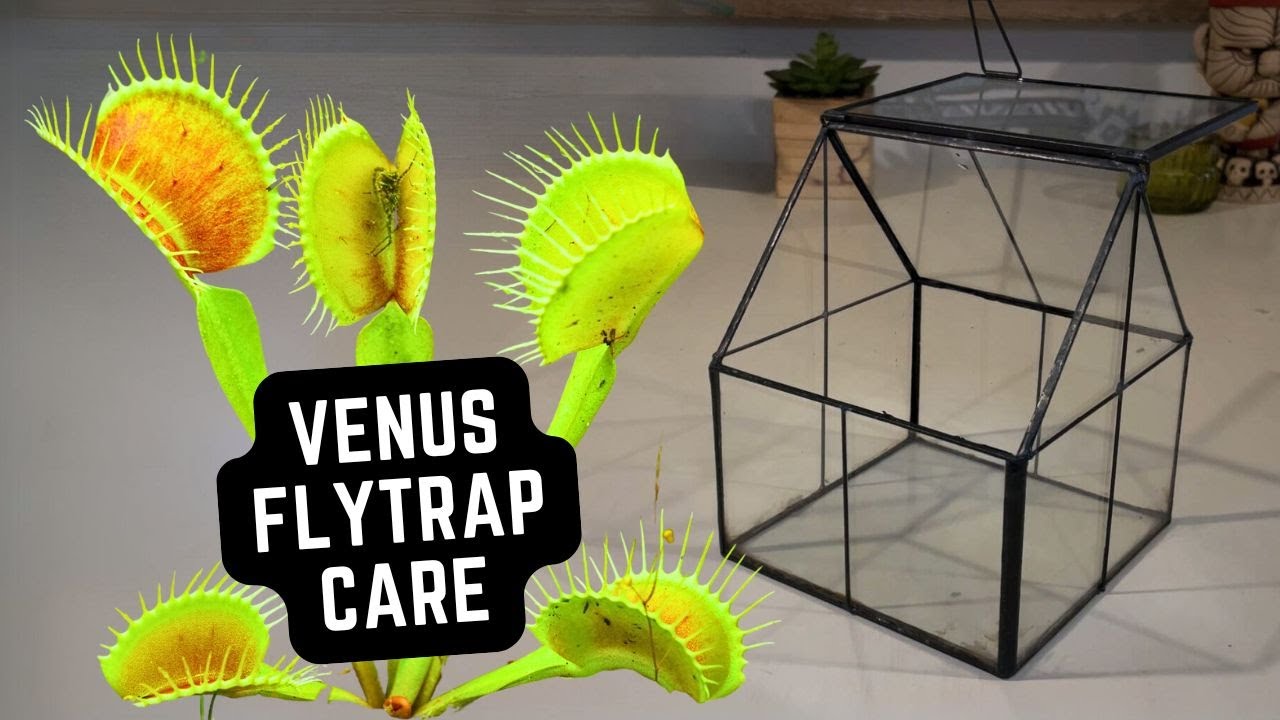 How to Set Up a Venus Flytrap Terrarium 🪴 - YouTube