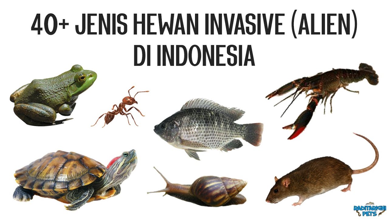 40+ Jenis Hewan Invasif (Alien) dan Introduksi di Indonesia - YouTube