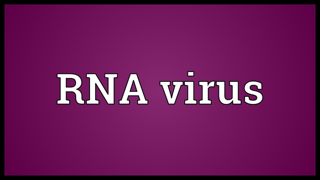RNA Virus Meaning YouTube rna-virus-meaning-youtube