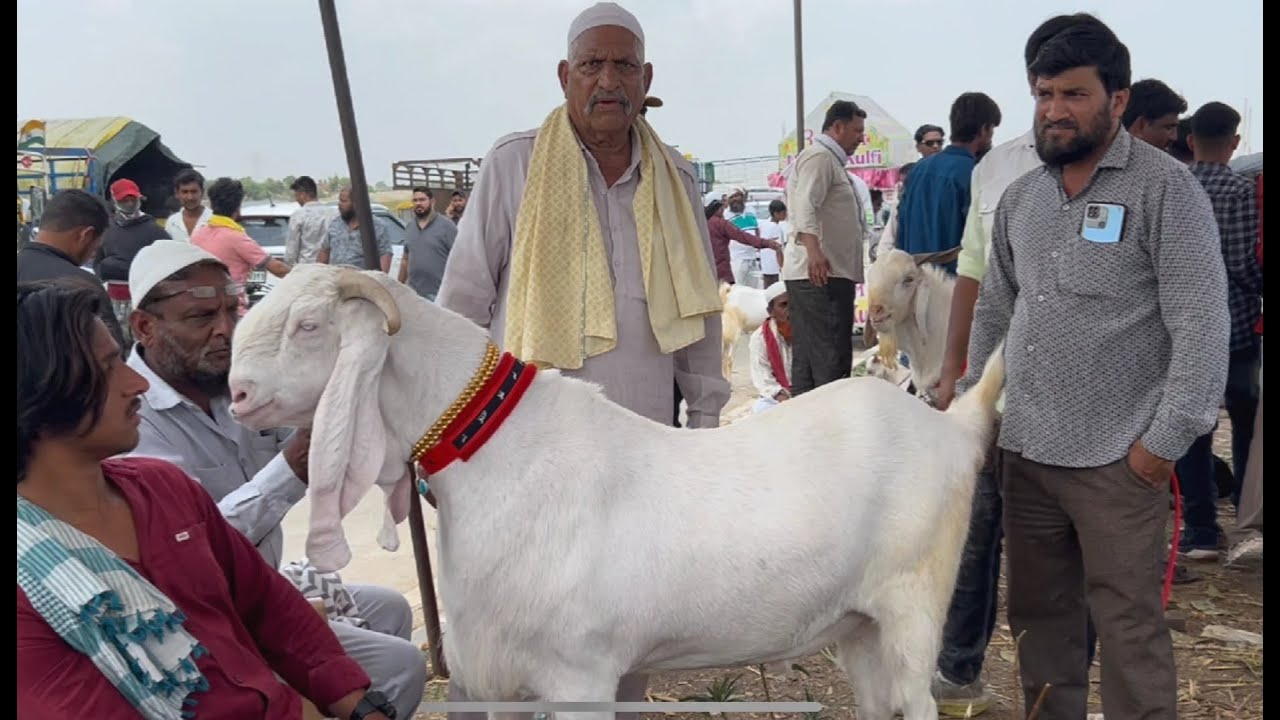 Biggest malwa goat market dewas Bakra mandi live updet cover with price ...