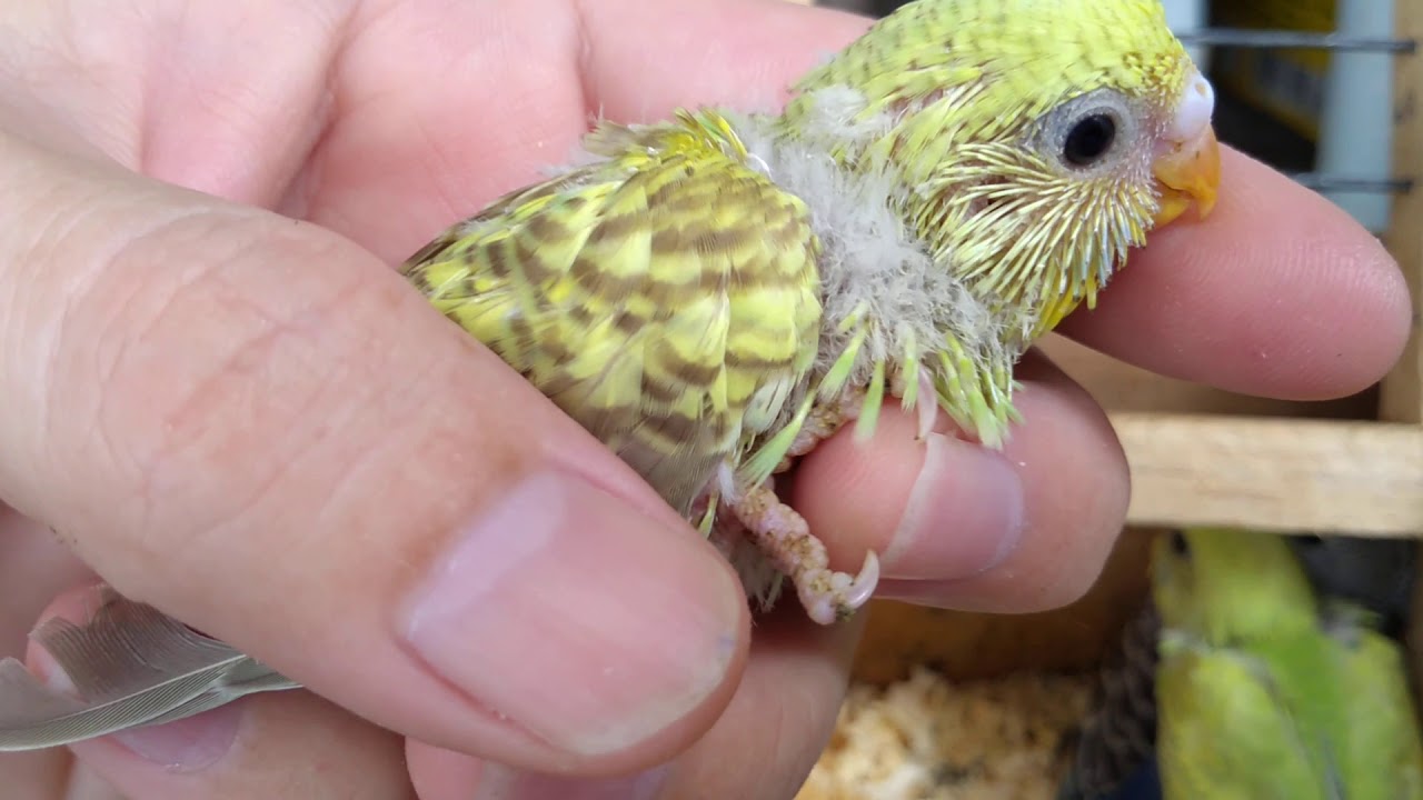 FILHOTES DO PERIQUITO AZUL CELESTE 4 - CELESTE BLUE PERIQUITO PUPPIES 4 ...