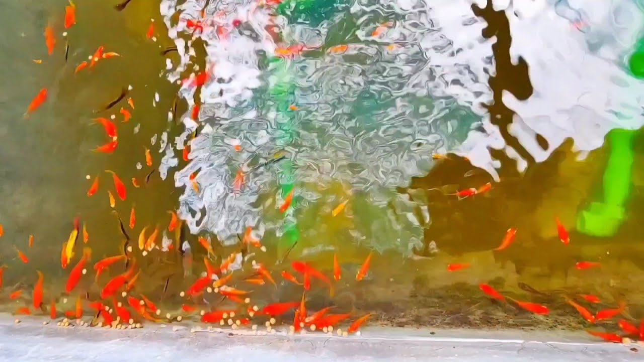 Beautiful Fish Eating Sounds ~ colour fish - YouTube