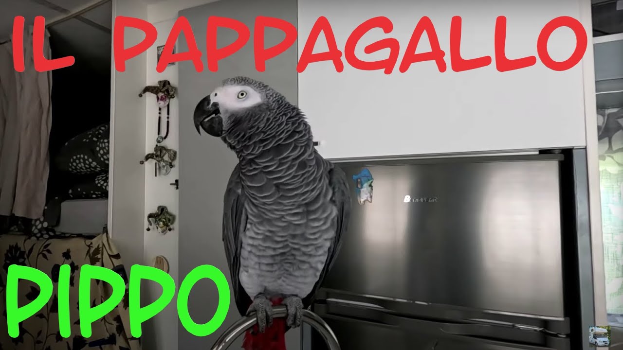 ep.277 Il pappagallo che parla - YouTube