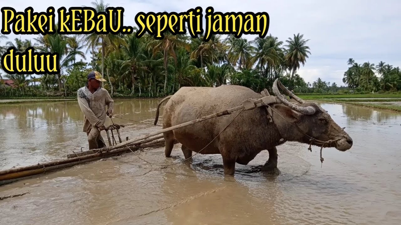 Bajak sawah dengan kerbau besar.. menghaluskan lahan sawah hanya kerbau petani bisa bergini ...