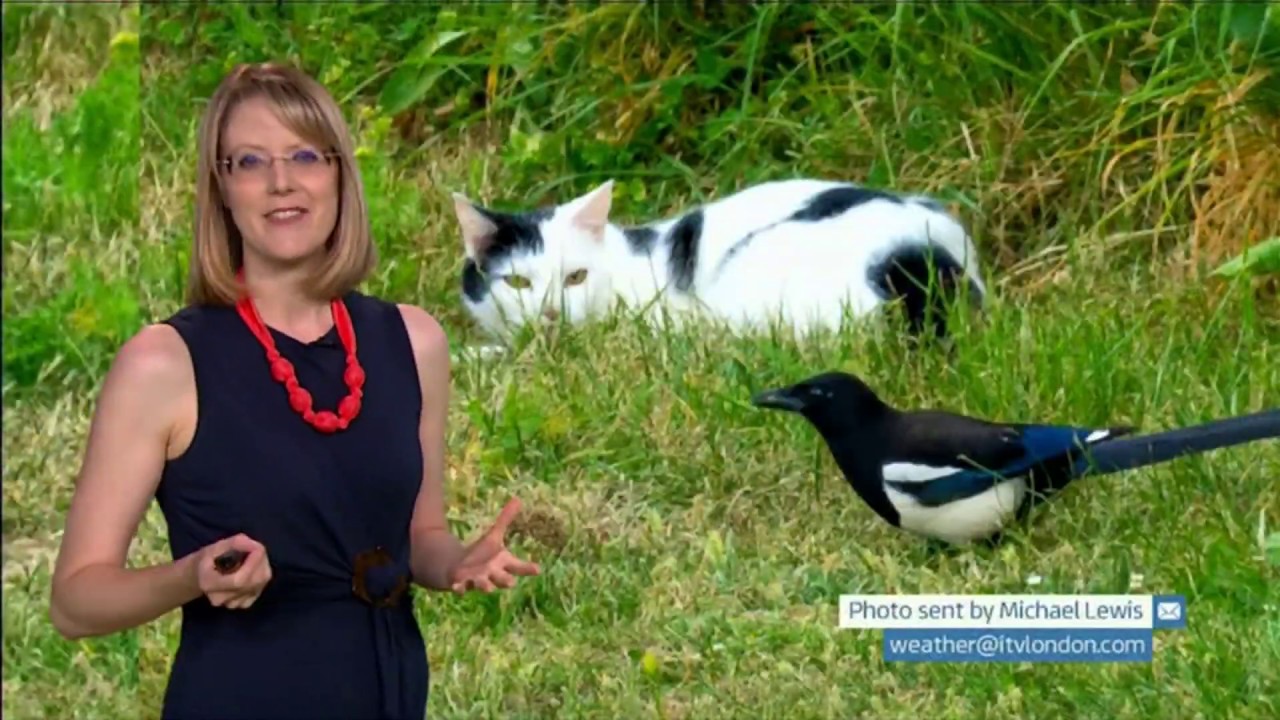 May weather pictures with Sally (animals & sky) (UK) - ITV London ...