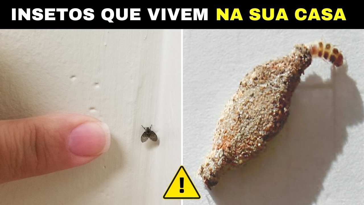 10 INSETOS Curiosos Que Vivem na Sua CASA Que Podem ser PERIGOSOS ou ...