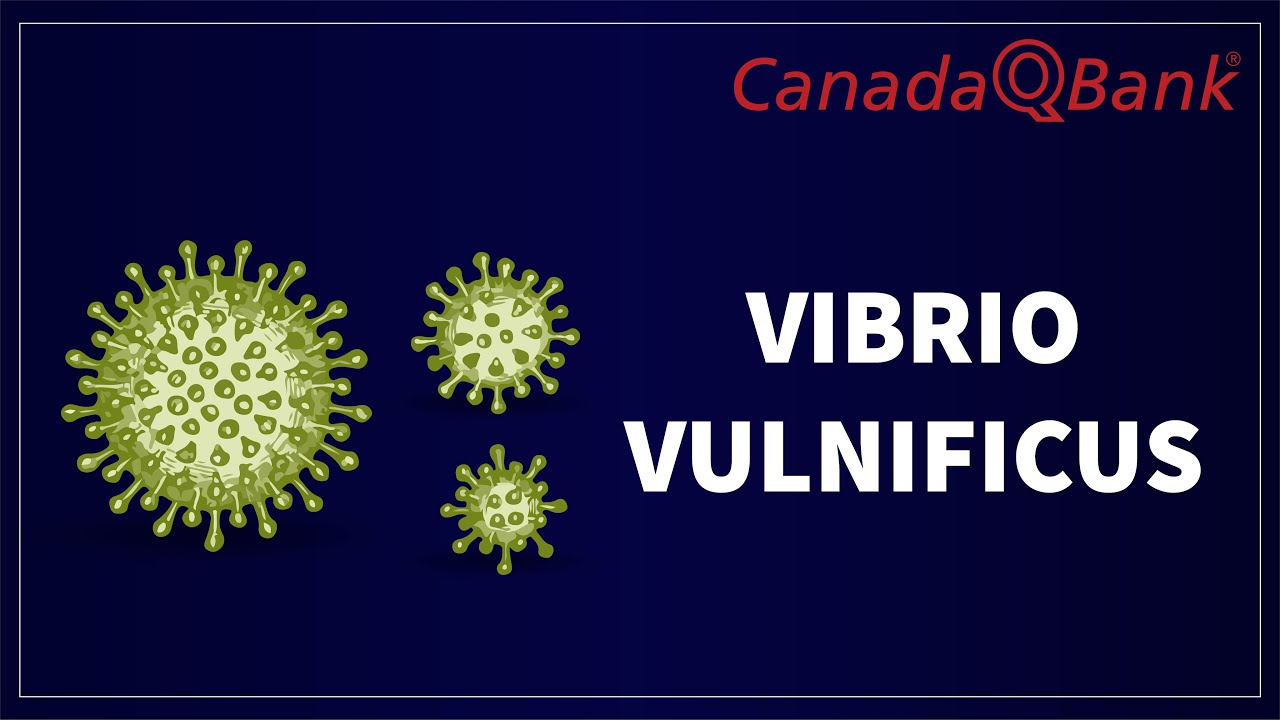 Vibrio vulnificus Explained: Symptoms, Treatment, and Prevention ...