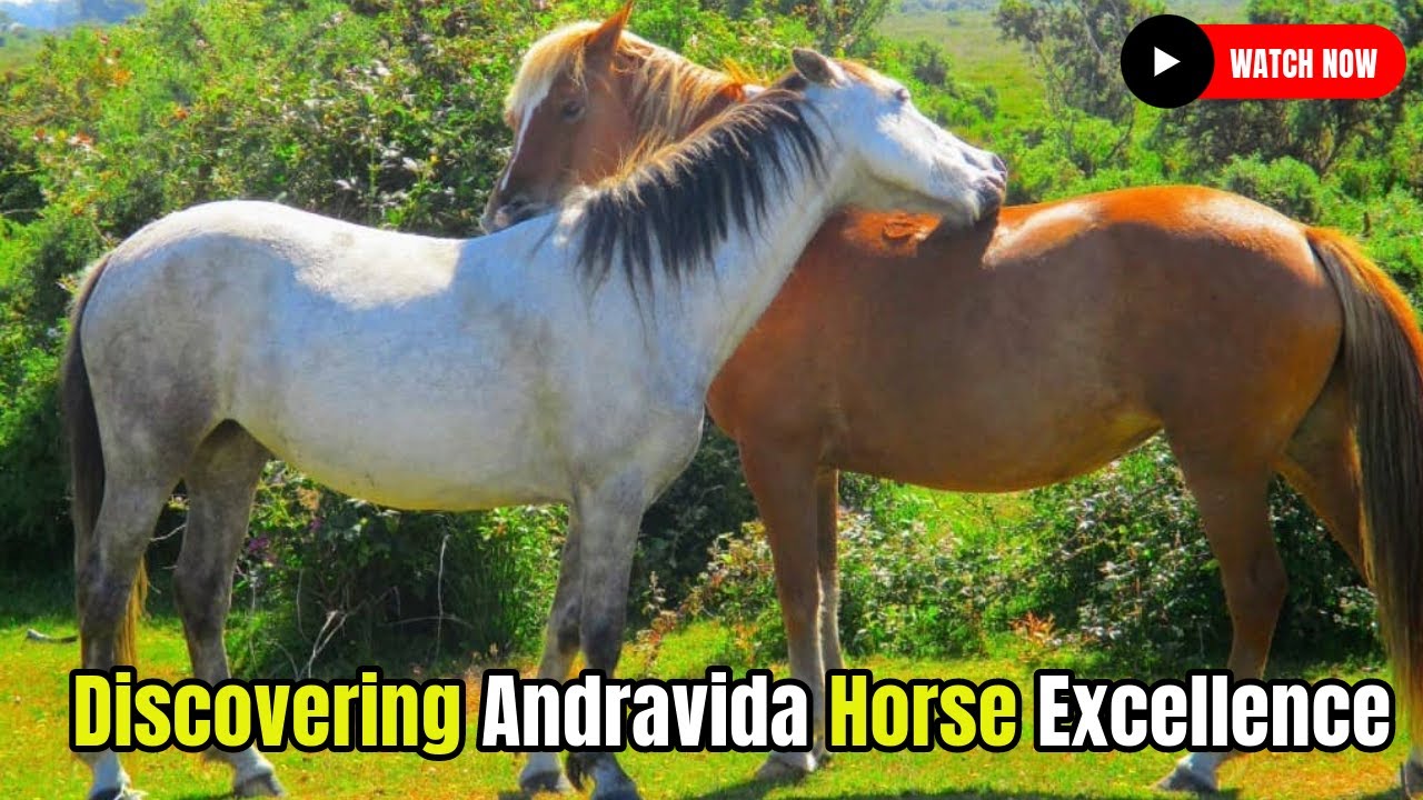 Discovering Andravida Horse Excellence Horse Breeding Horse Breed # ...