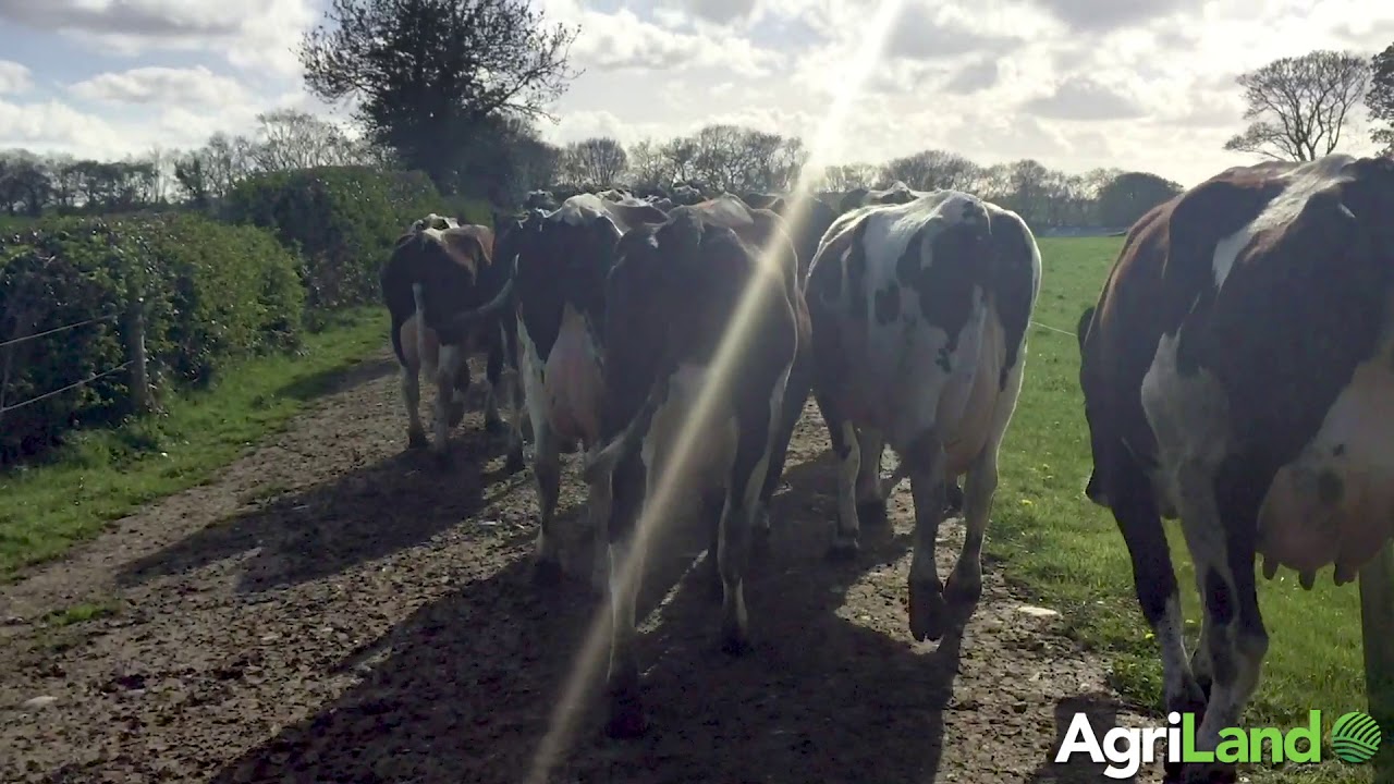 Dairy focus: Calving 300 cows and selling surplus stock in Co. Donegal ...