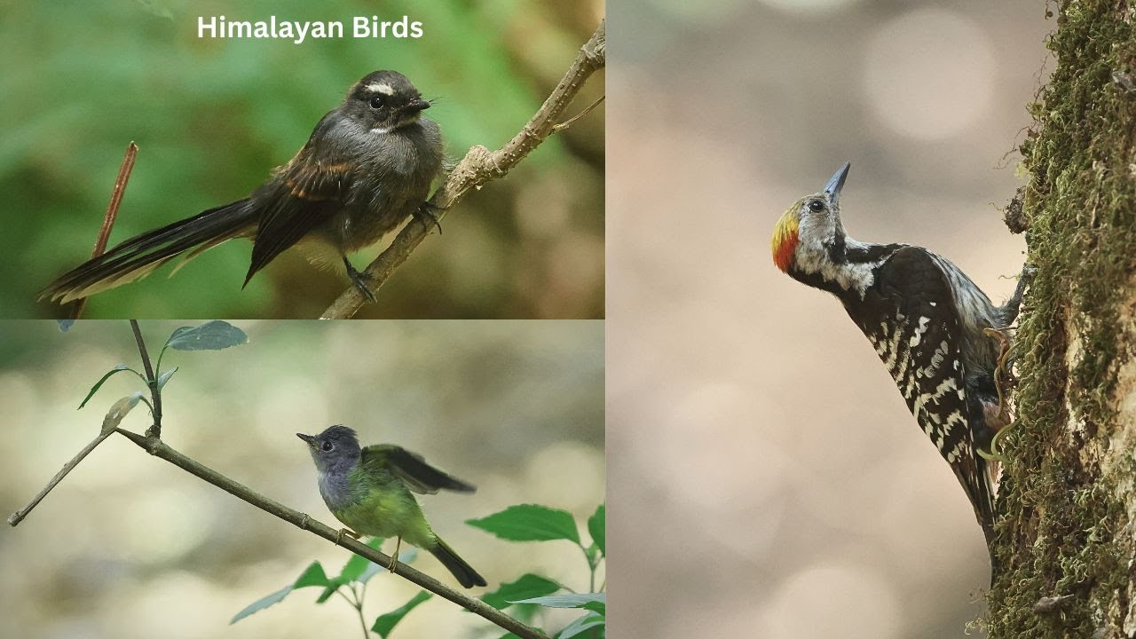 Himalayan Birds of Uttrakhand & Breathtaking view of Nature -Relaxing ...