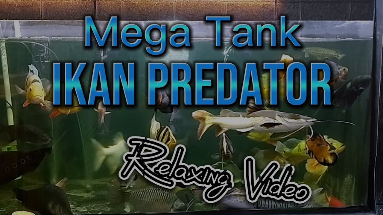 Aquarium Mega Tank Ikan Predator (Relaxing Video) - YouTube