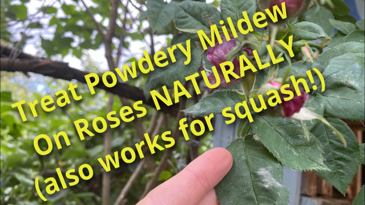 How to Treat Roses for Powdery Mildew WITHOUT Fungicides - YouTube