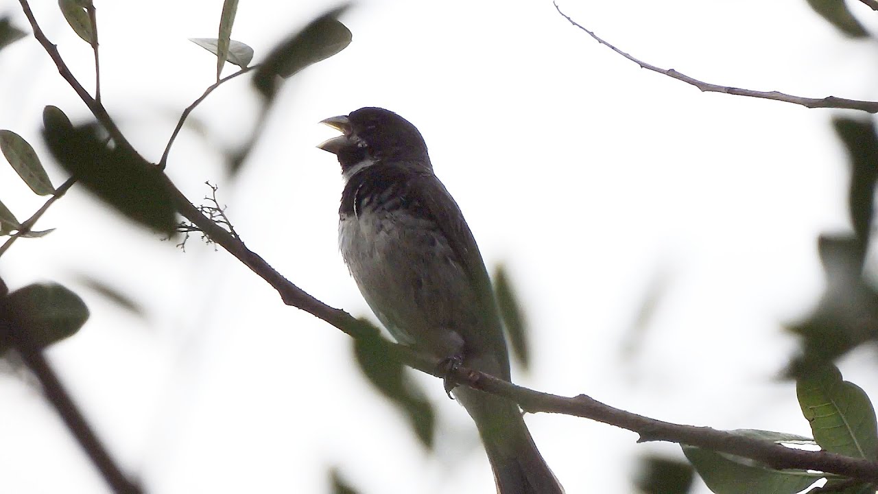 Coleiro cantando na natureza em dia muito nublado, apesar de maduro ...