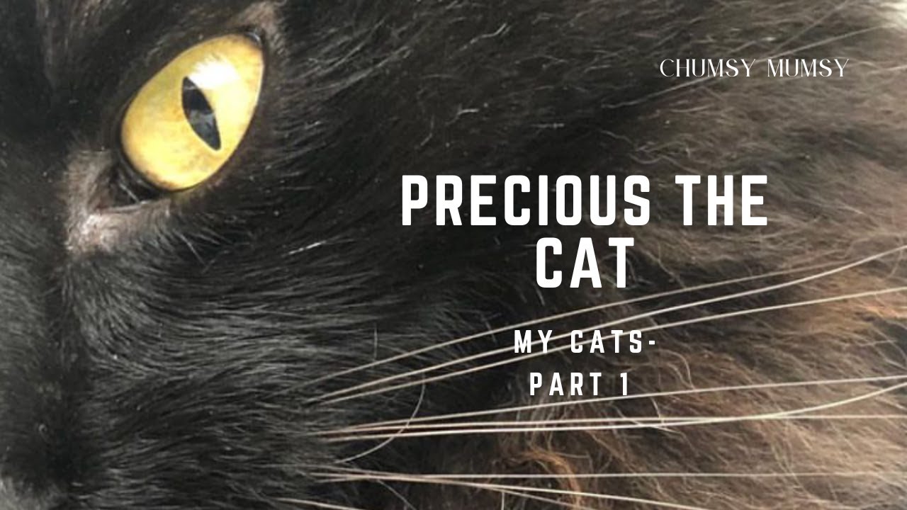 Precious the Cat - YouTube