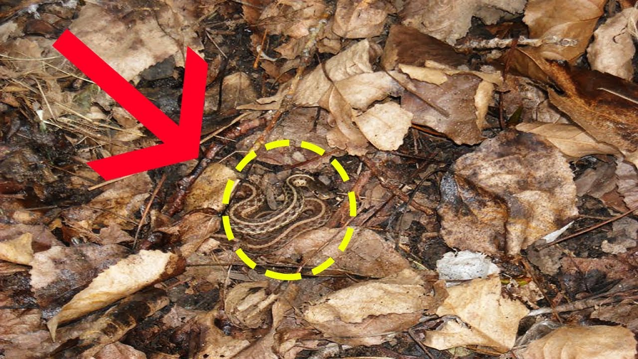 There’s A 5 Foot Snake Somewhere In This Picture, But No One Has Been ...