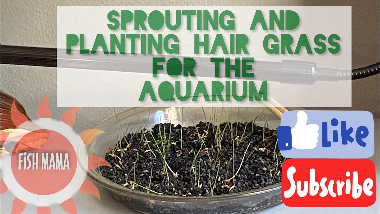 Sprouting and Planting Hair Grass Seeds for the Aquarium - YouTube