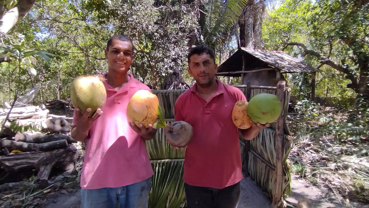 ABRIMOS O COCO VERDE O AMARELO E UM COCO NASCENDO - INCRIVÉL - YouTube