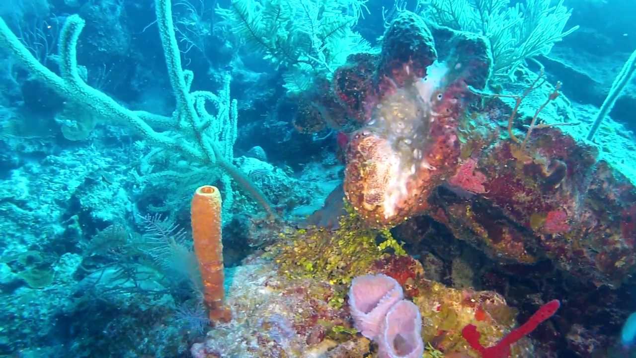 Belize Scuba Diving - YouTube
