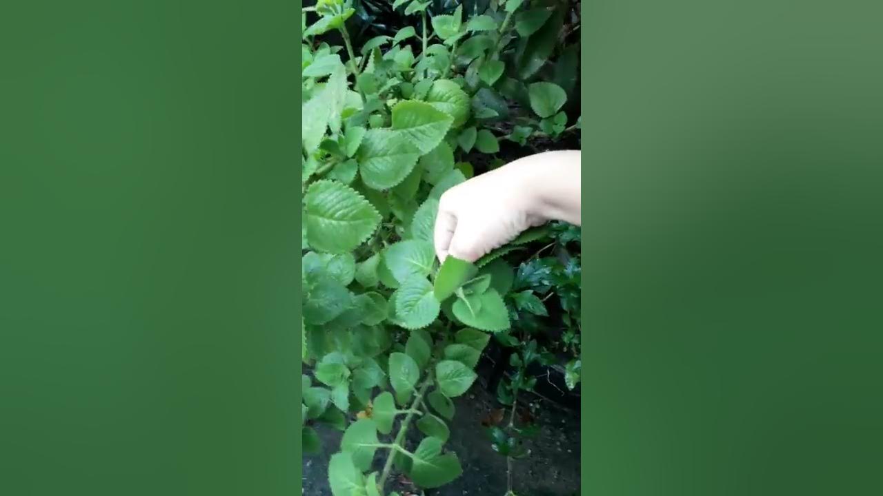 Cây rau - vị thuốc: Rau tần dày lá (rau tờn, húng chanh) - YouTube