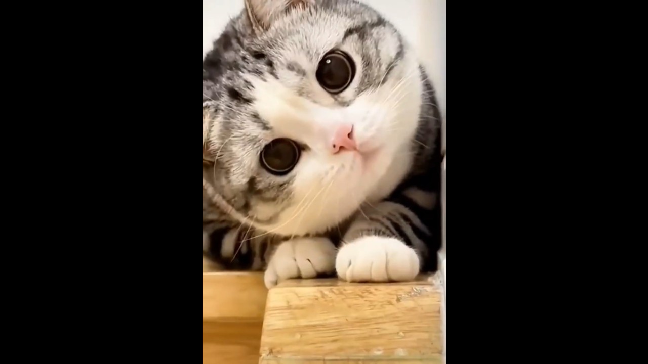 Miss Ketty😺||#shorts #cat - YouTube