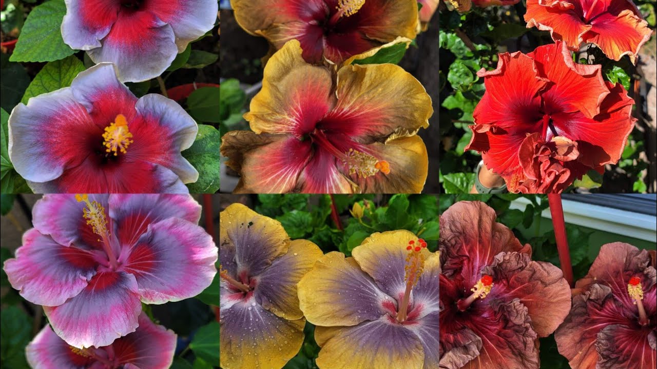 various types of hibiscus flowers plant.different types of hibiscus ...