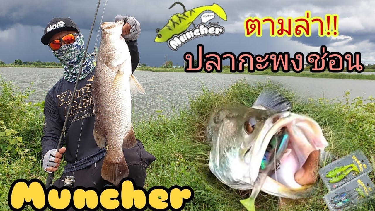 ตามล่าปลาช่อน กะพง ในบ่อปลาเบญจพรรณ ด้วยปลายาง Muncher - YouTube