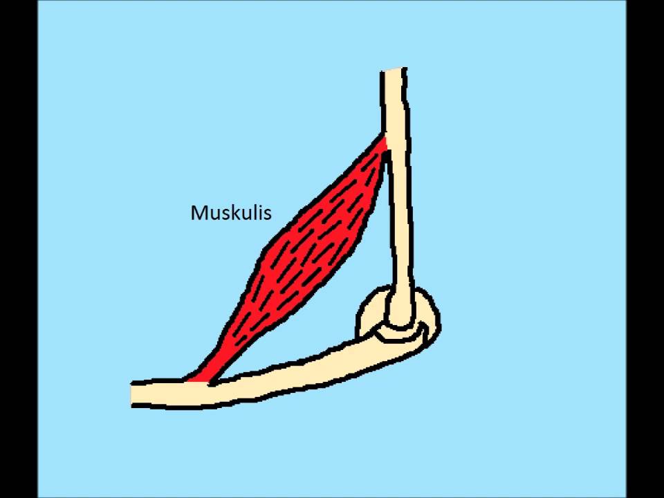 Animation 3 Muscles Work - YouTube