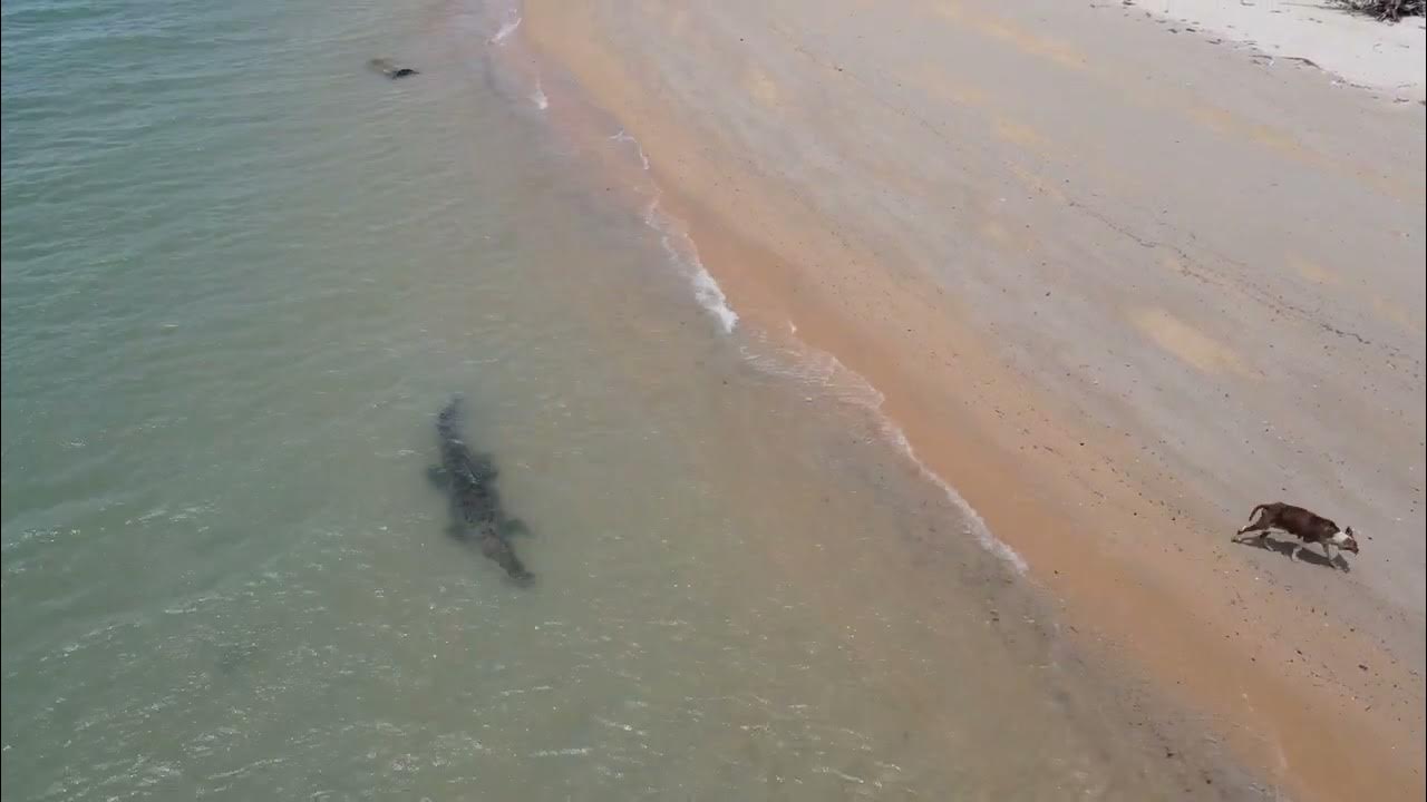 Drone Footage Shows Crocodile Stalking Dog on Beach - YouTube