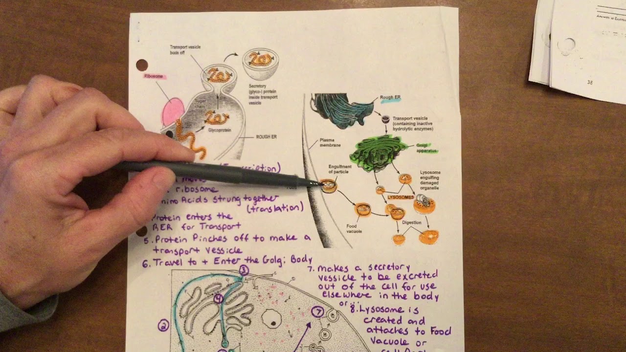 Final Diagram Notes-Protein Processing and RNA Homework - YouTube