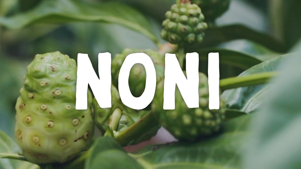 How To Go ~ Noni Fruit - YouTube