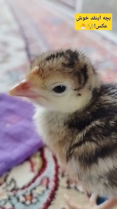 کیا دوس دارن با حیونات وقت بگذرونن؟🙄🐥🐤🐣🐱🦃🐓🐔 Youtube