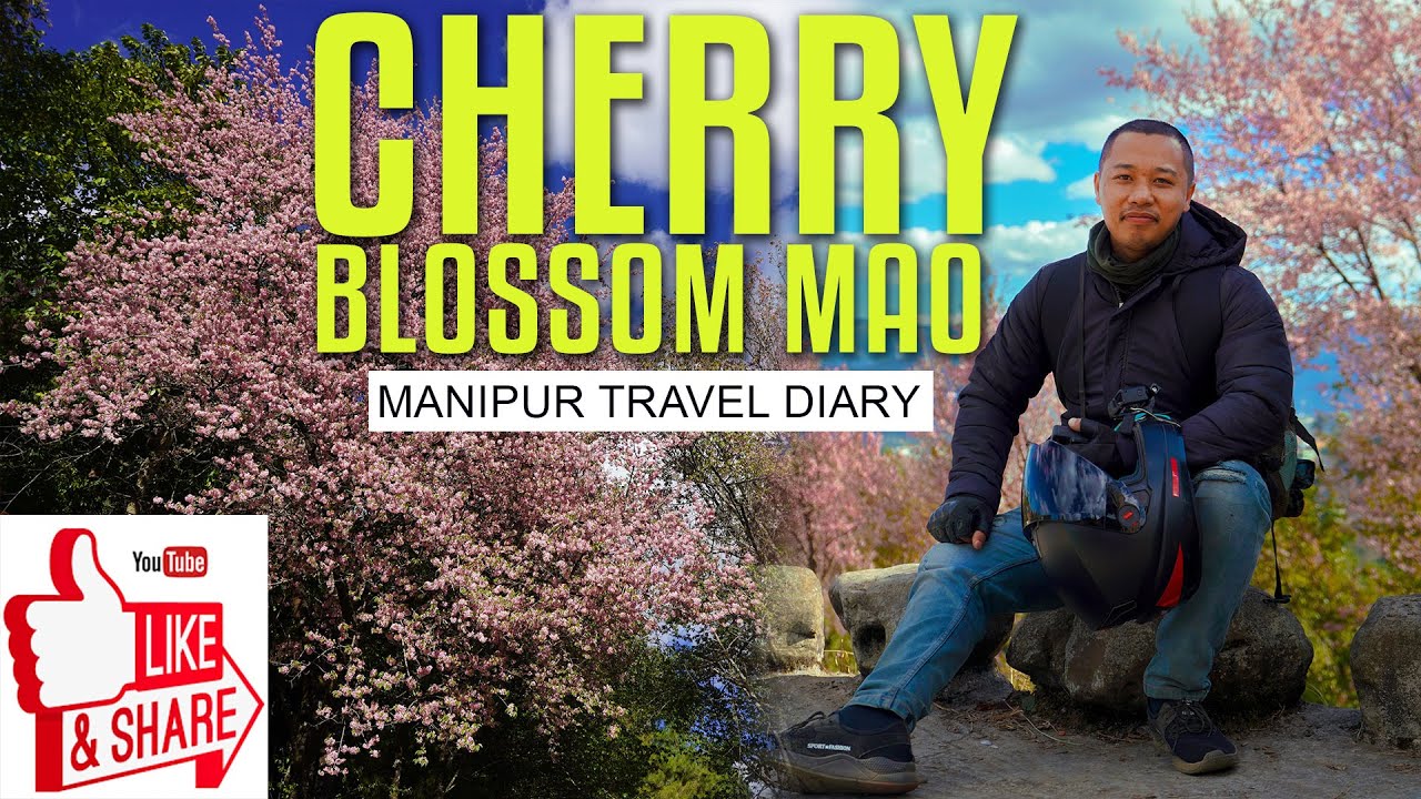 Secrets of Cherry Blossom of Mao @ Manipur | Sangai Festival Manipur ...