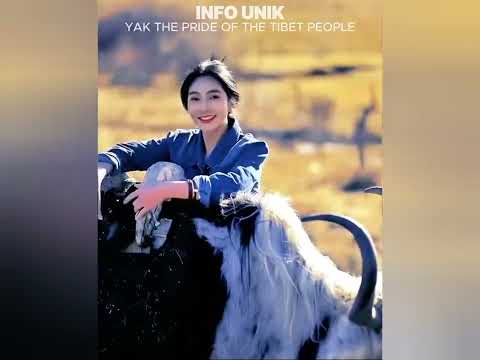 Info Unik - Yak The Pride Of The Tibet People 