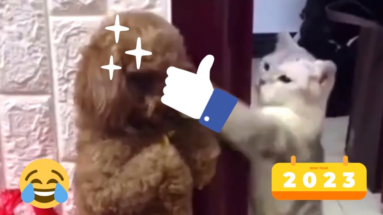Funny Dogs videos compilation😂😂😂 Funny and cute dogs 🐶🐶🐶 Good mood for ...