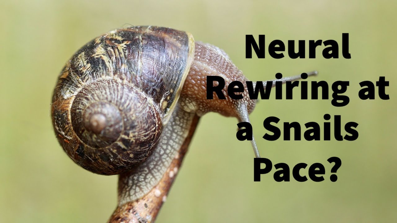 Neural Rewiring at a Snails Pace? - YouTube