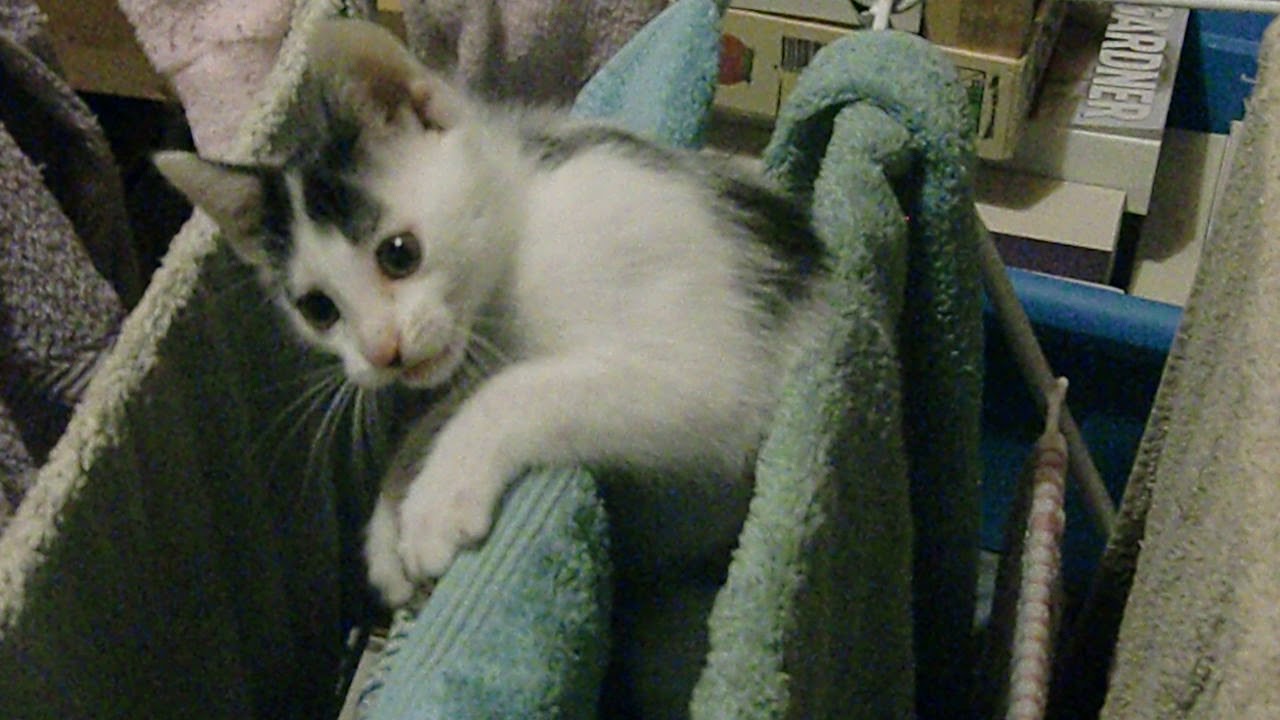 Acrobat kitten on clothes line - YouTube
