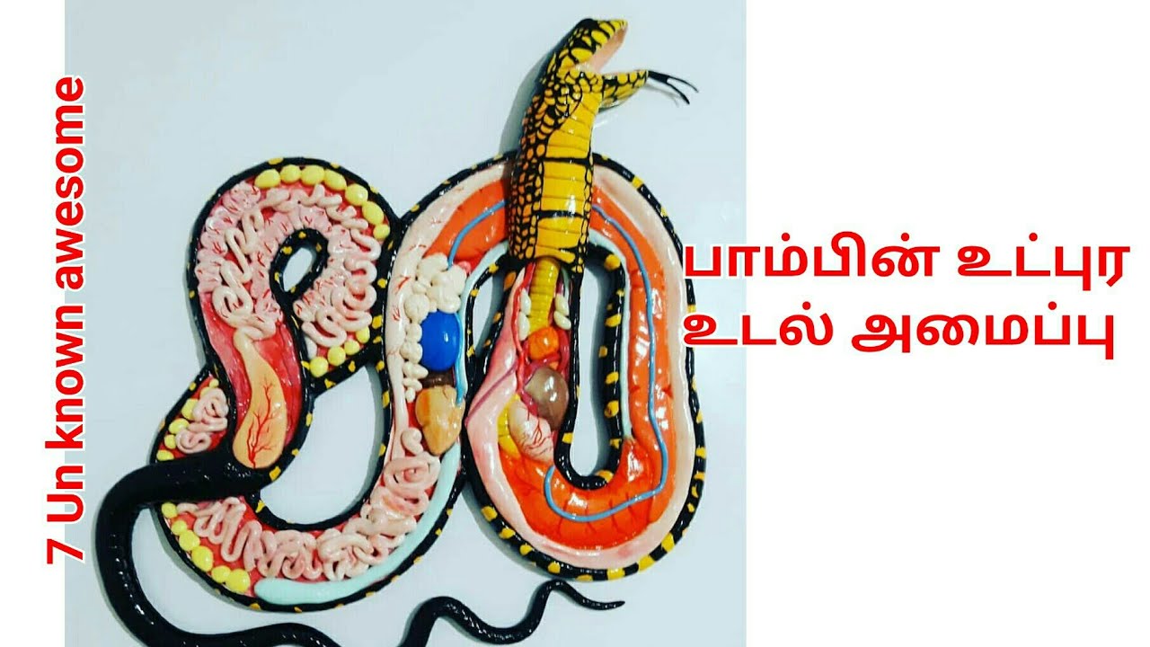 Snake inside body strecture | பாம்பின் உட்புற உடல் அமைப்பு - YouTube