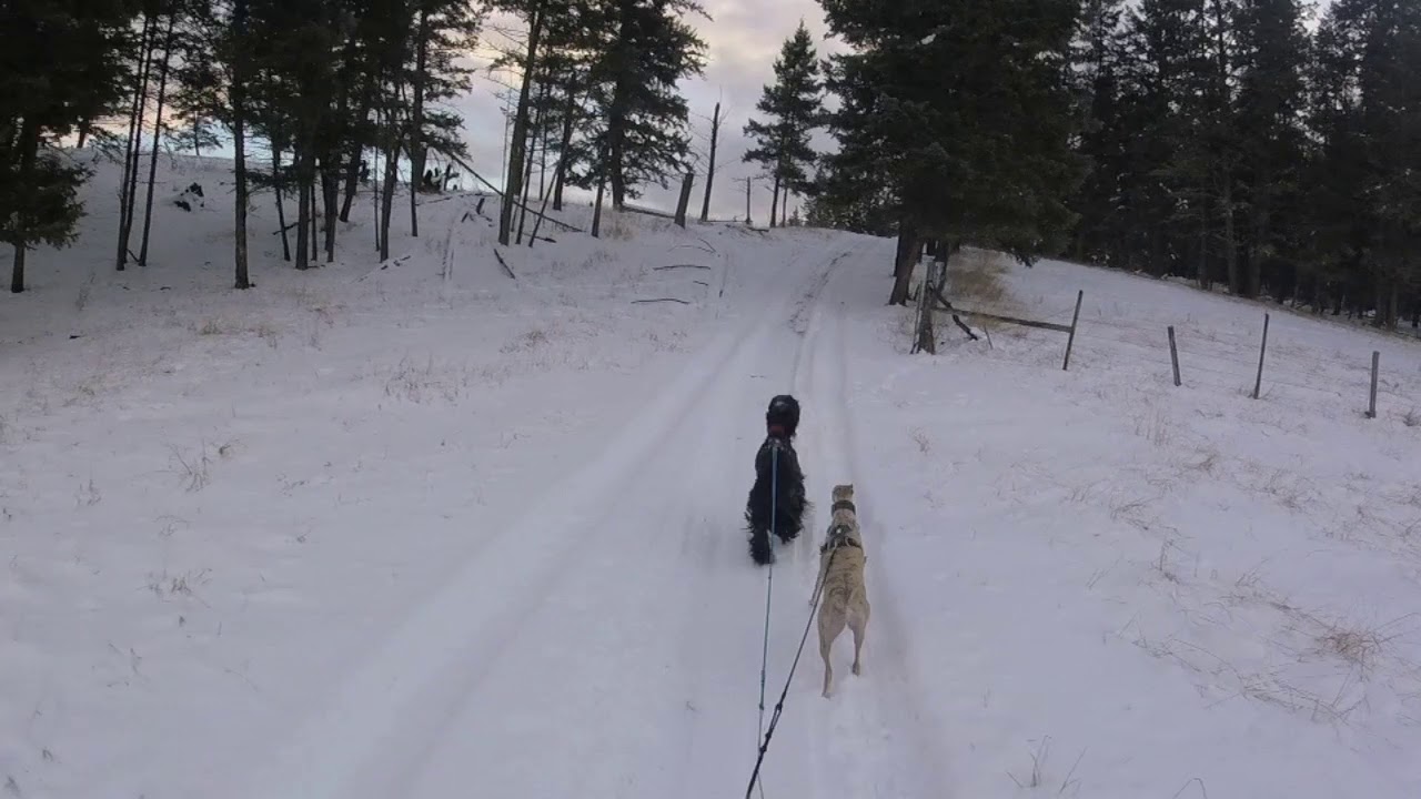 kicksledding with sighthounds - YouTube