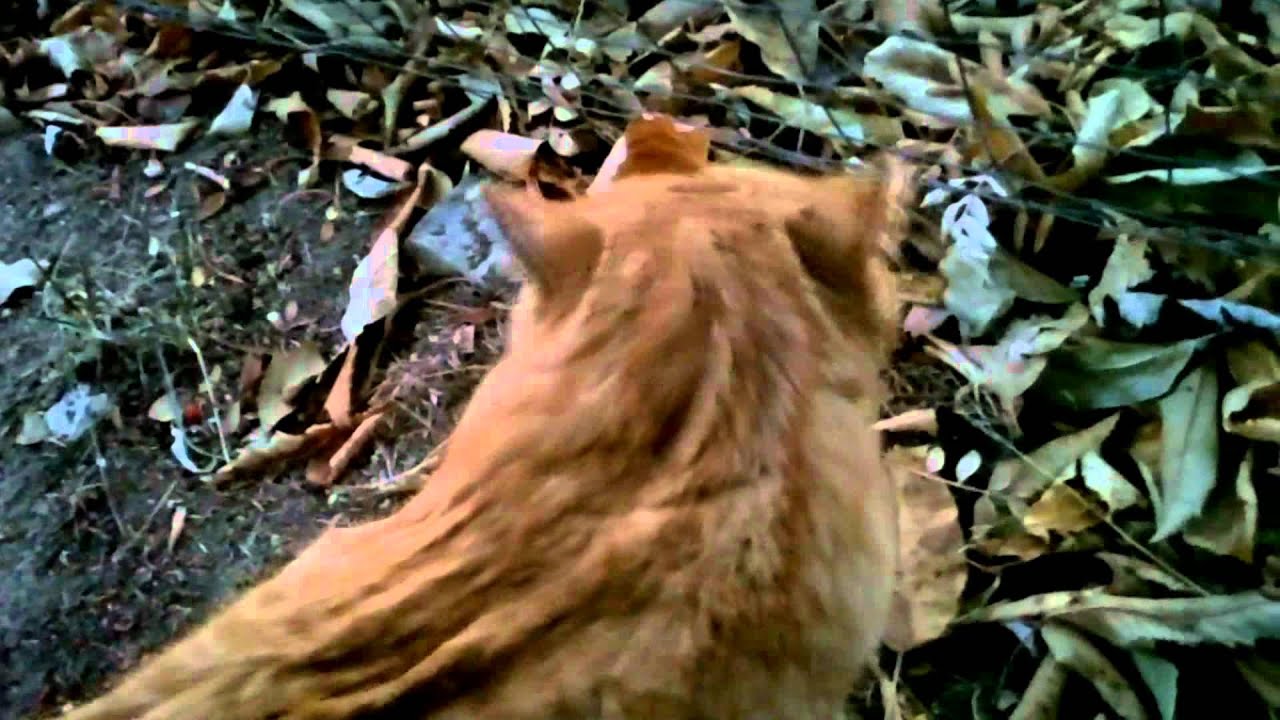 Using Time-Out Deterrent With Your Cat - YouTube